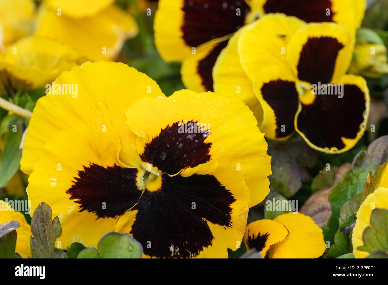 Black pansy pansies hi-res stock photography and images - Alamy