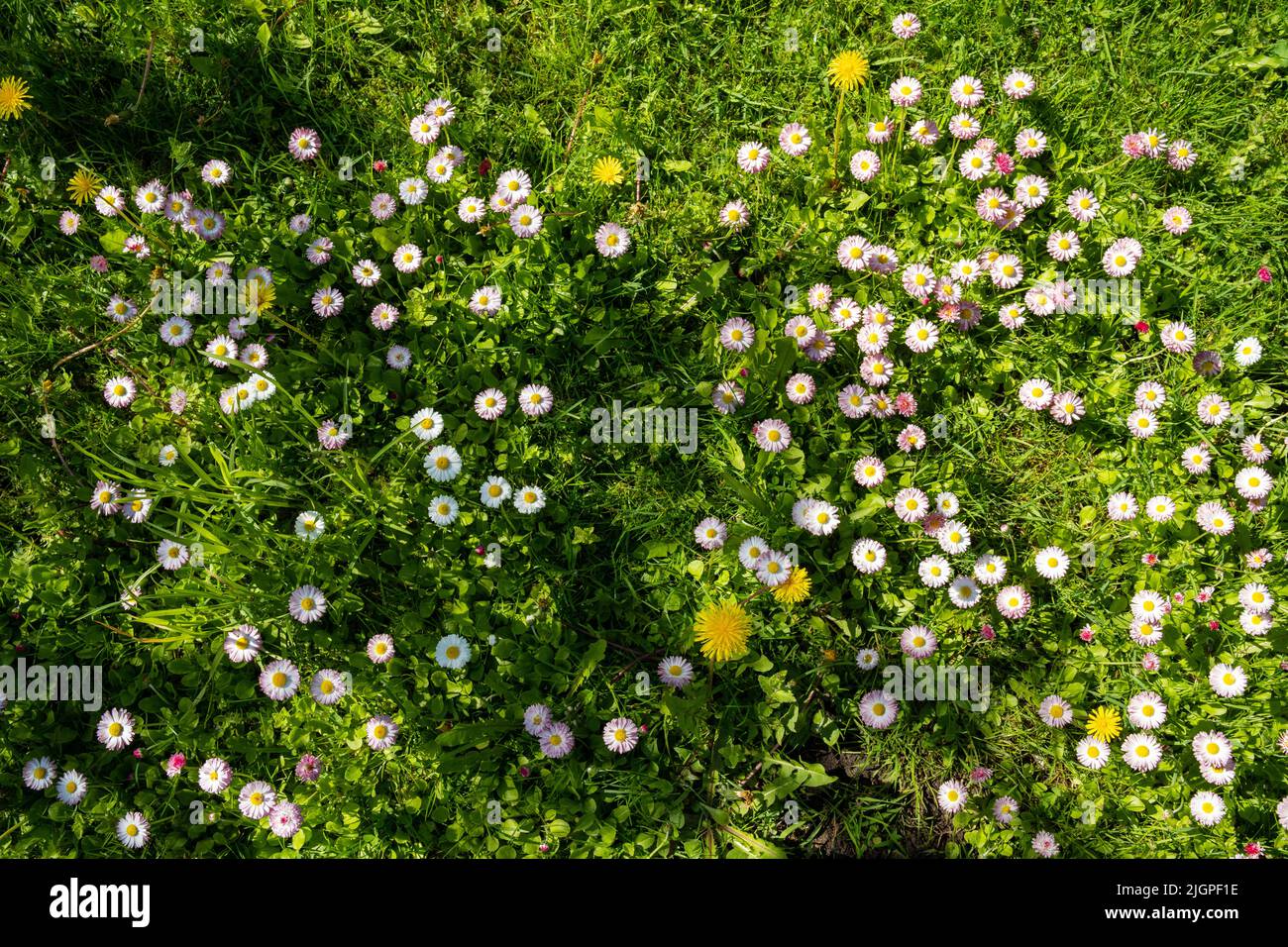 Flowering grass hi-res stock photography and images - Alamy
