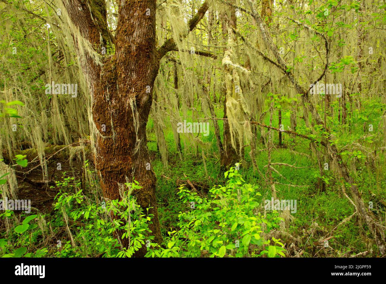 Oregon ash forest from Homer Campbell Trail, William Finley National ...