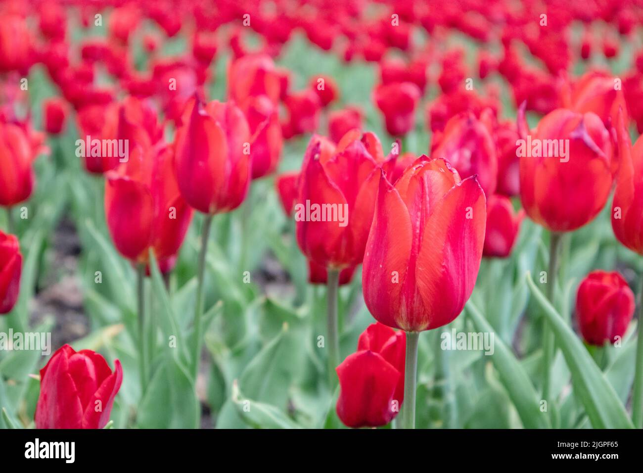 Red tulips flowers with green leaves, flower bed close-up, spring bloom ...