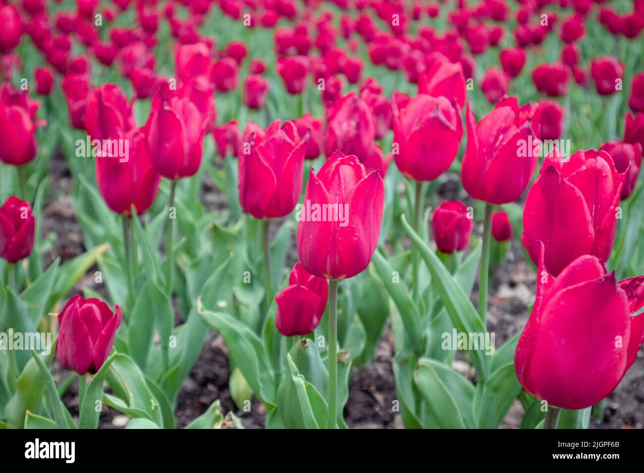 Red pink tulips flowers with green leaves, flower bed close-up, spring ...