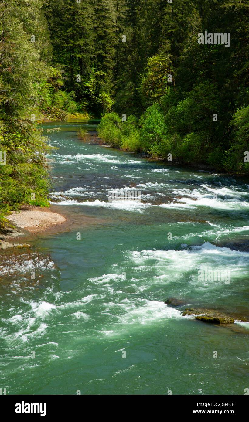 South Santiam River, Cascadia State Park, Oregon Stock Photo - Alamy