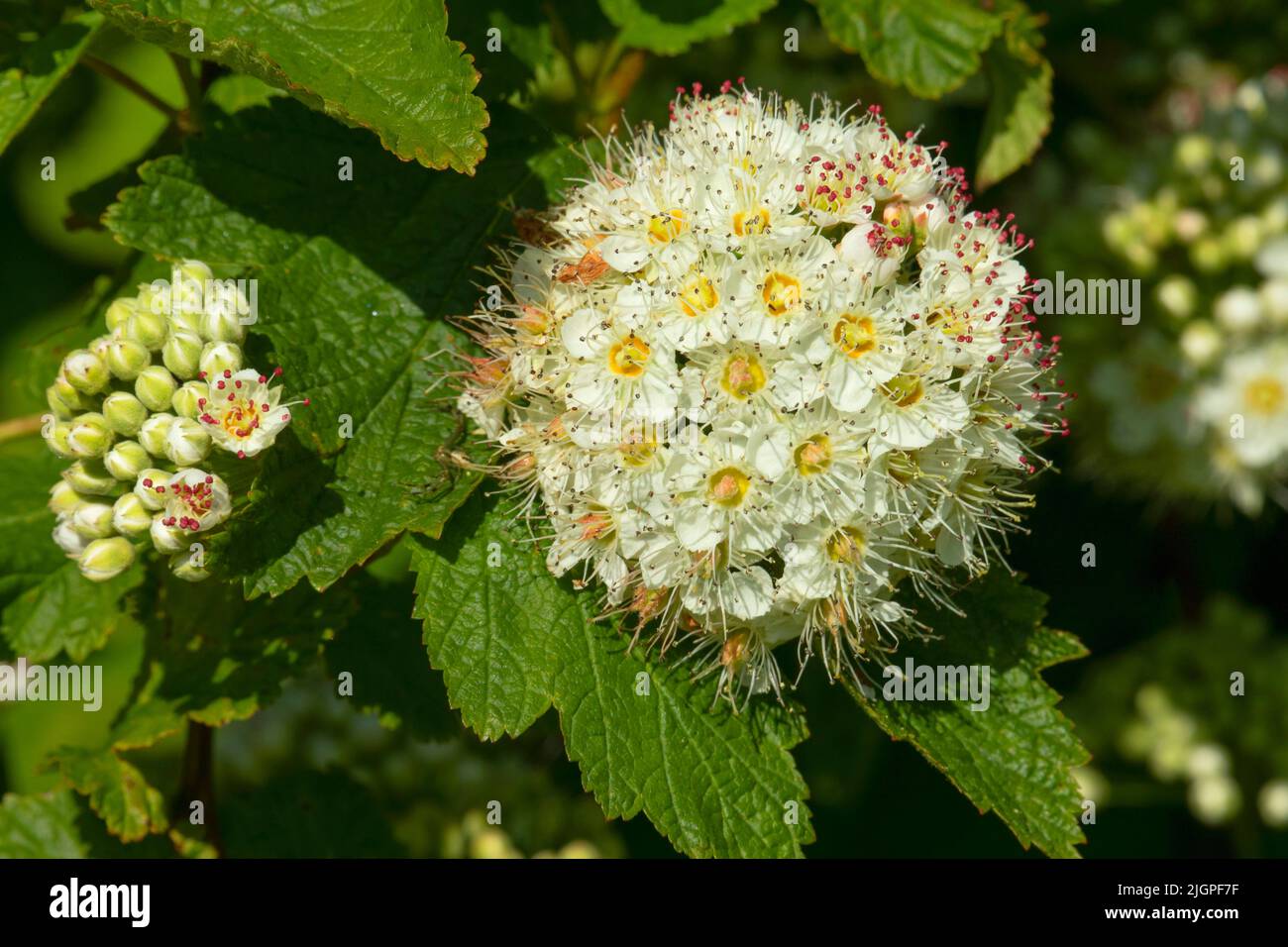 Pacific ninebark (Physocarpus capitatus), Luckiamute Landing State Park ...