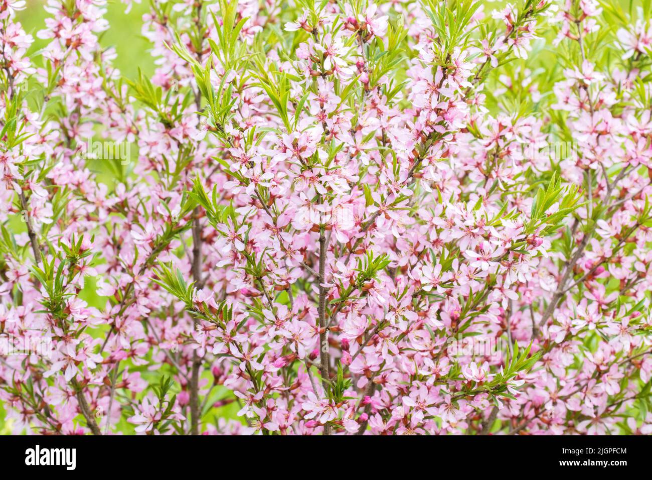 Beautiful flowering Cherry almond in Estonian garden Stock Photo - Alamy