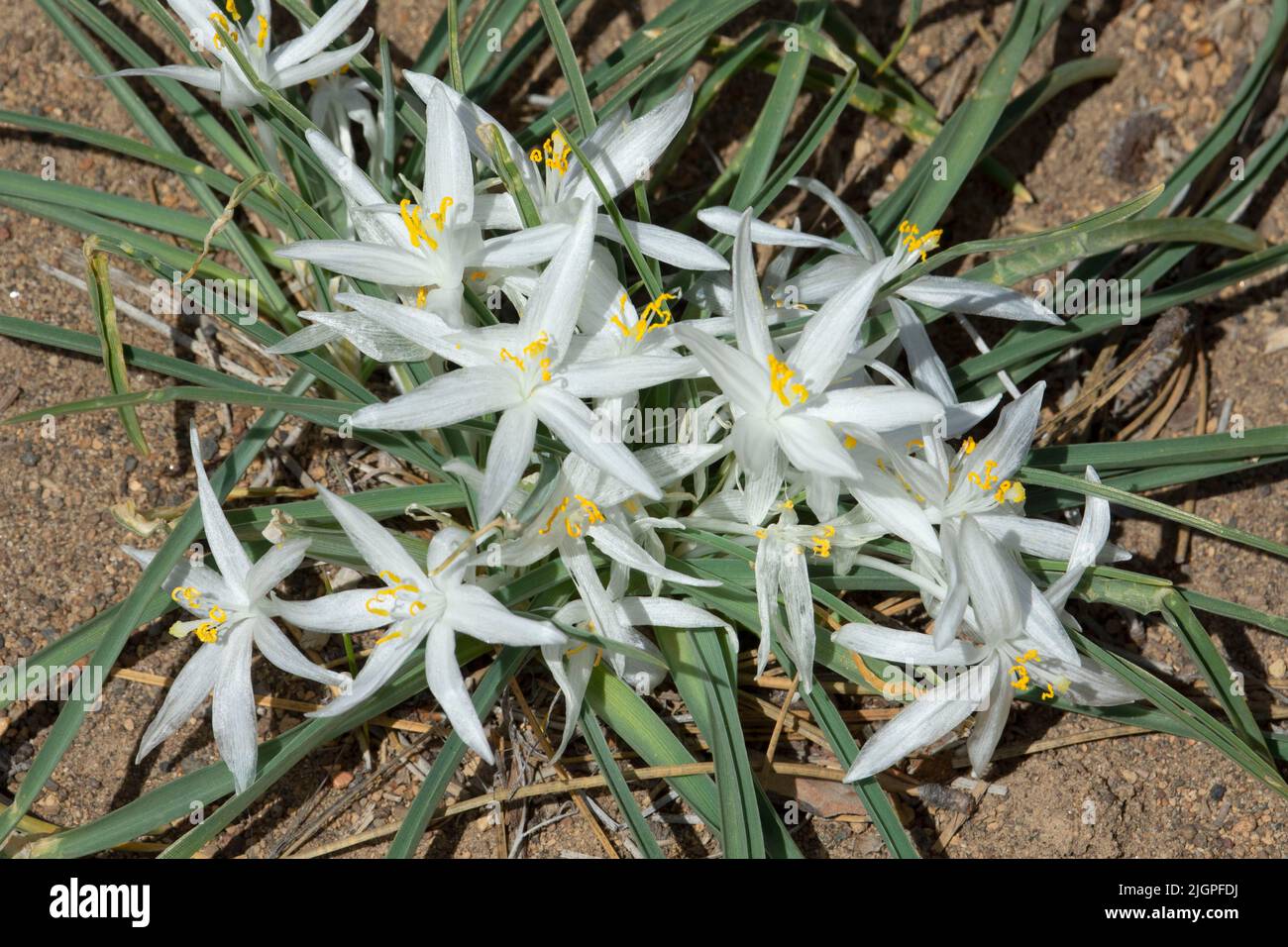 Sand lily (Leucocrinum montanum), Cabin Lake Viewing Blind, Deschutes ...