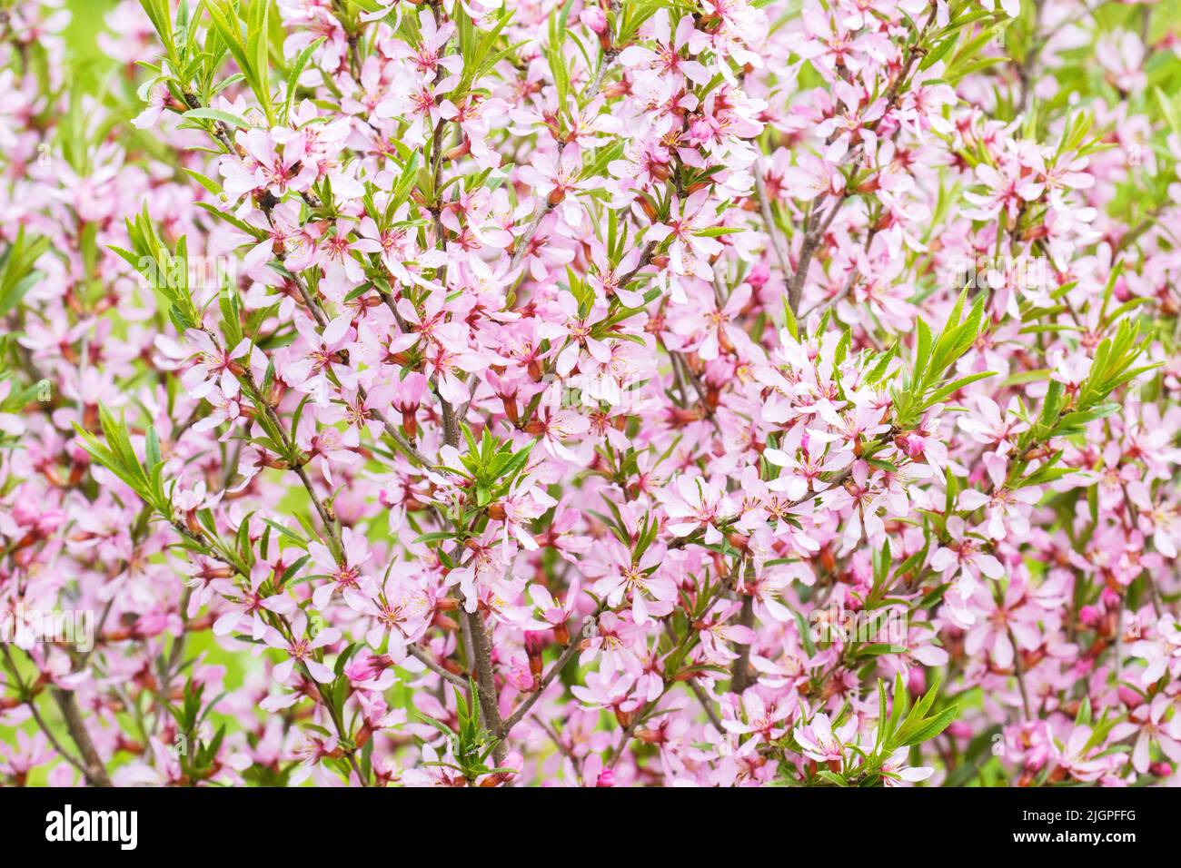 Beautiful flowering Cherry almond in Estonian garden Stock Photo - Alamy