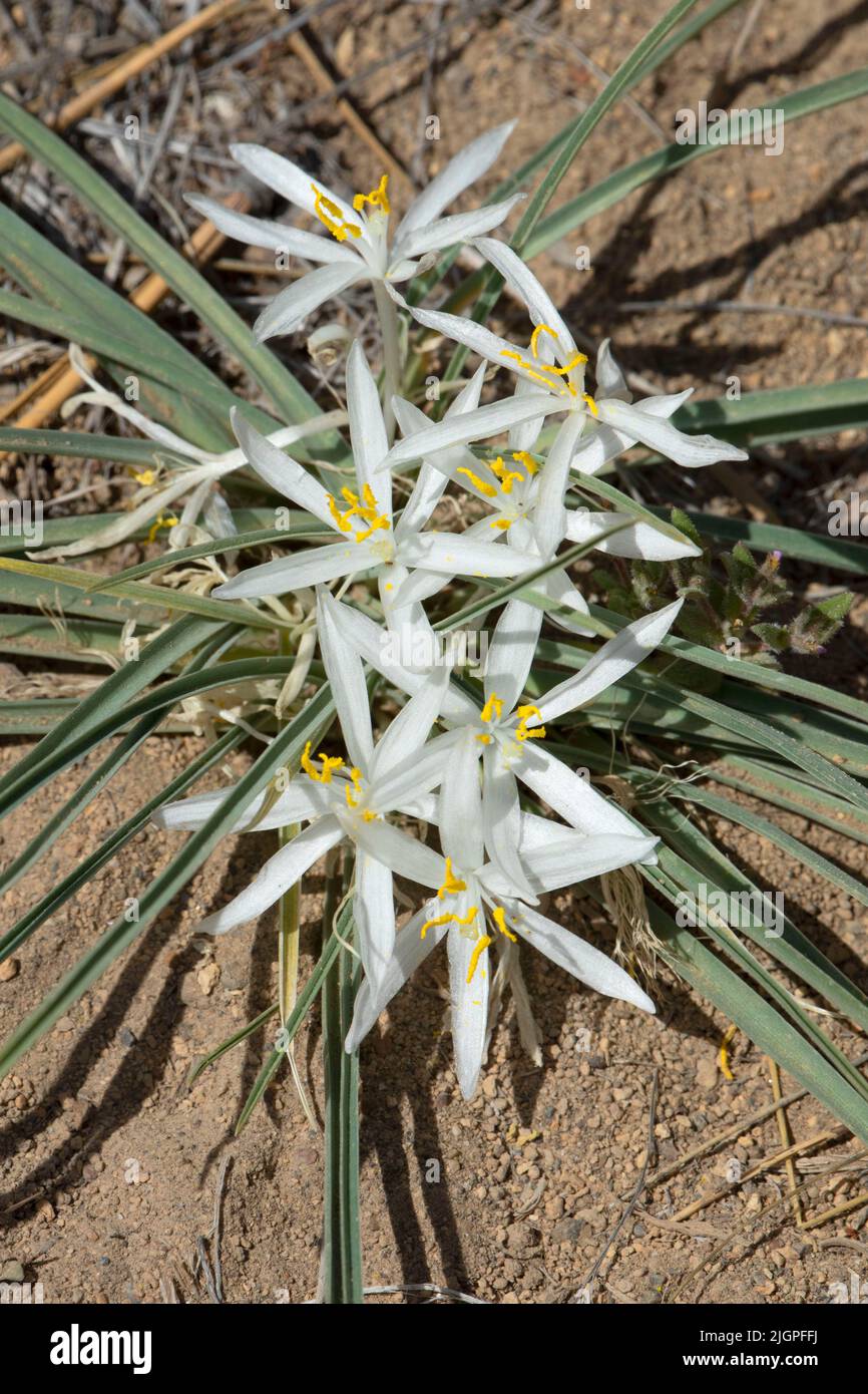Sand Lily Photography _ Contact Destin Photographer – VYJSBI