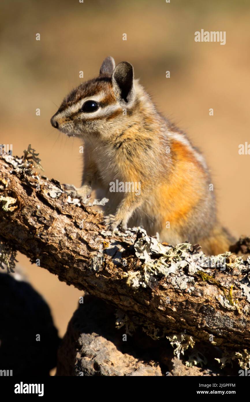 Chipmunk, Cabin Lake Viewing Blind, Deschutes National Forest, Oregon ...