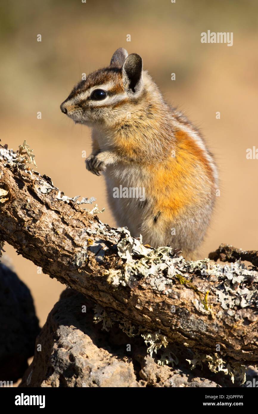 Chipmunk, Cabin Lake Viewing Blind, Deschutes National Forest, Oregon ...