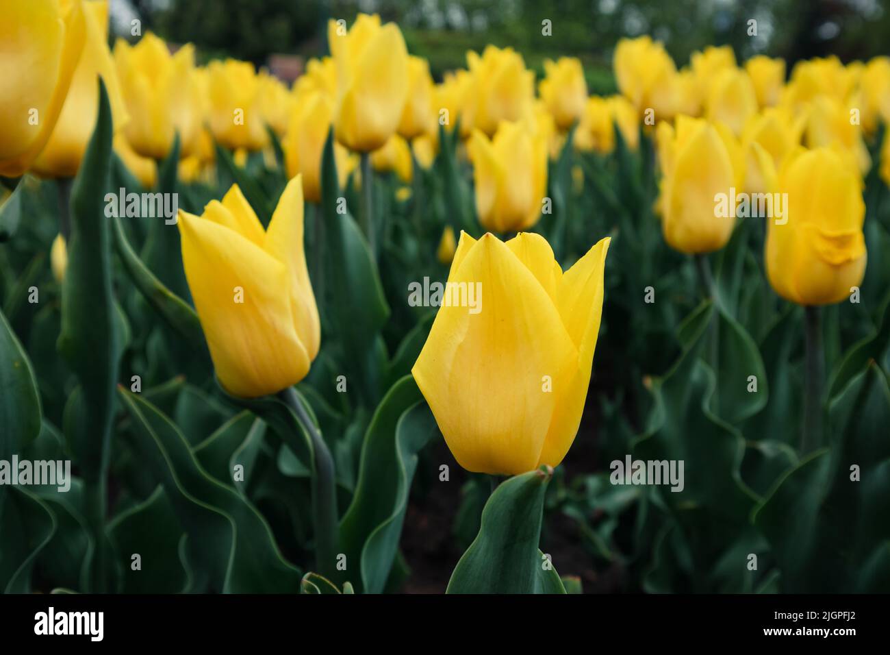 Yellow tulips with leaves greenery, flowers field close-up with blurred ...