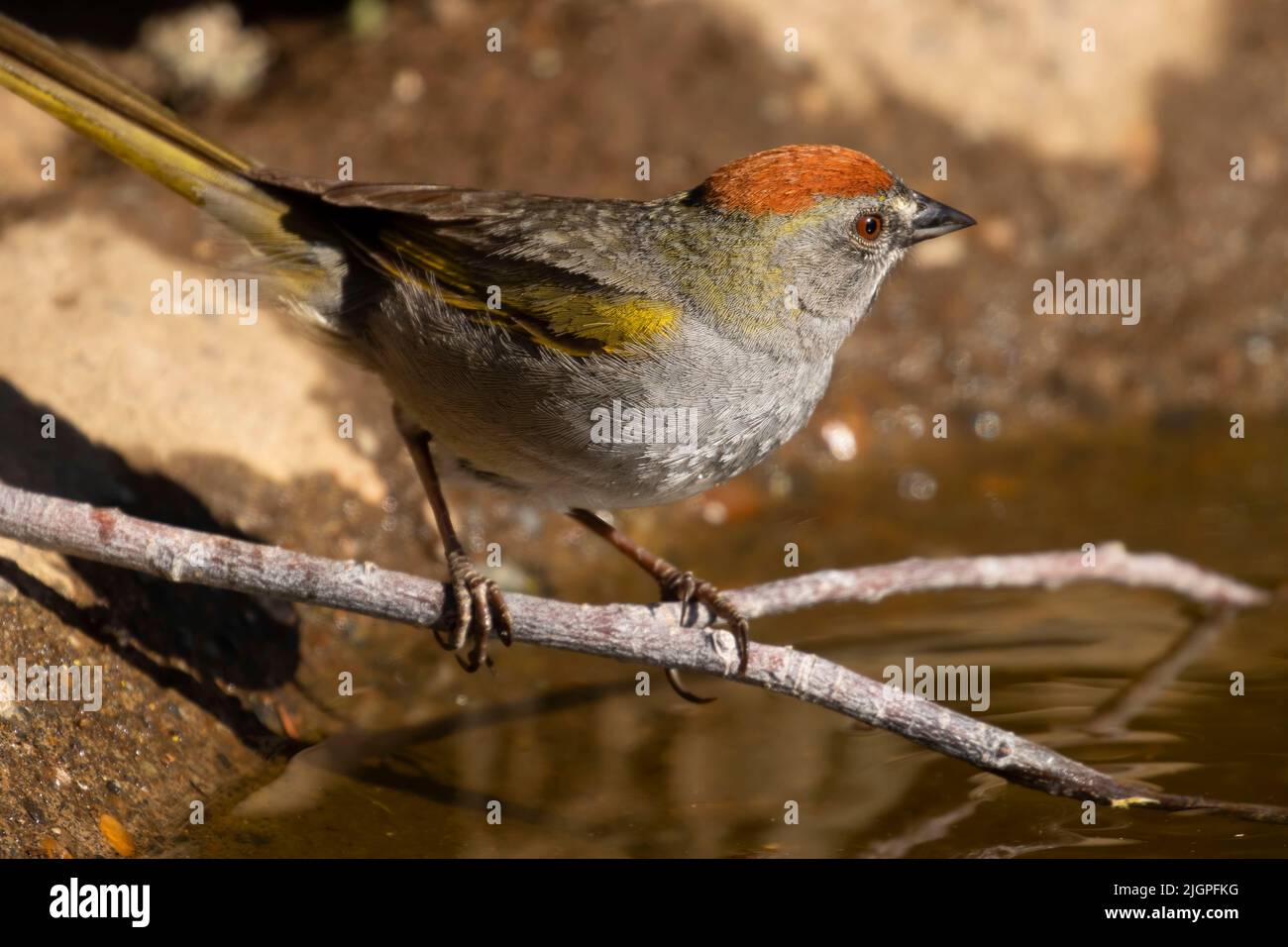 Green-tailed Towhee (Pipilo chlorurus), Cabin Lake Viewing Blind ...