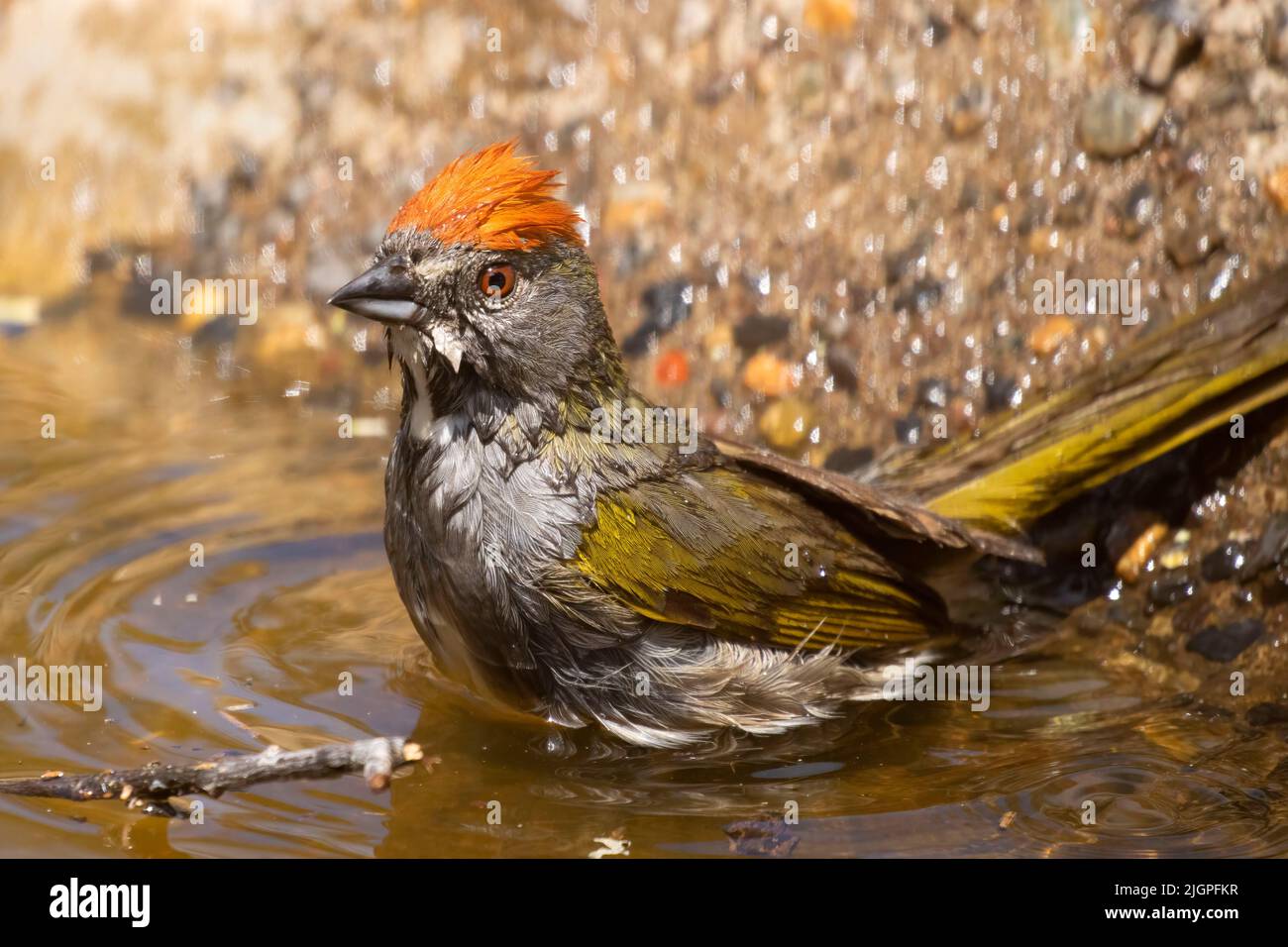 Green-tailed Towhee (Pipilo chlorurus), Cabin Lake Viewing Blind ...