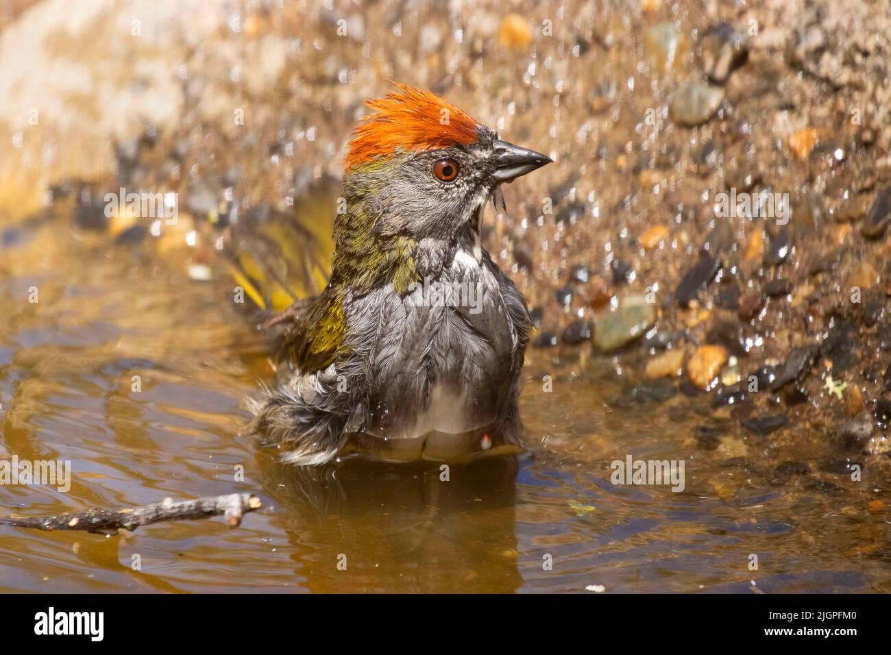Green-tailed Towhee (Pipilo chlorurus), Cabin Lake Viewing Blind ...