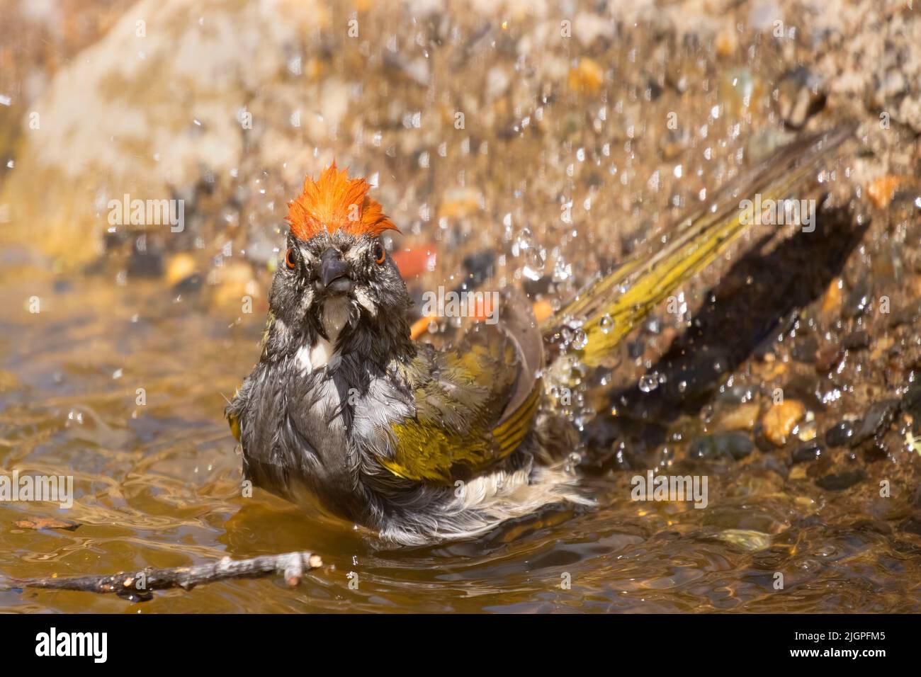Green-tailed Towhee (Pipilo chlorurus), Cabin Lake Viewing Blind ...