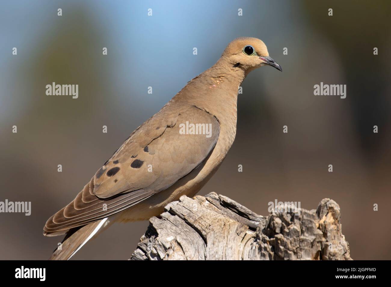 Mourning dove (Zenaida macroura), Cabin Lake Viewing Blind, Deschutes ...
