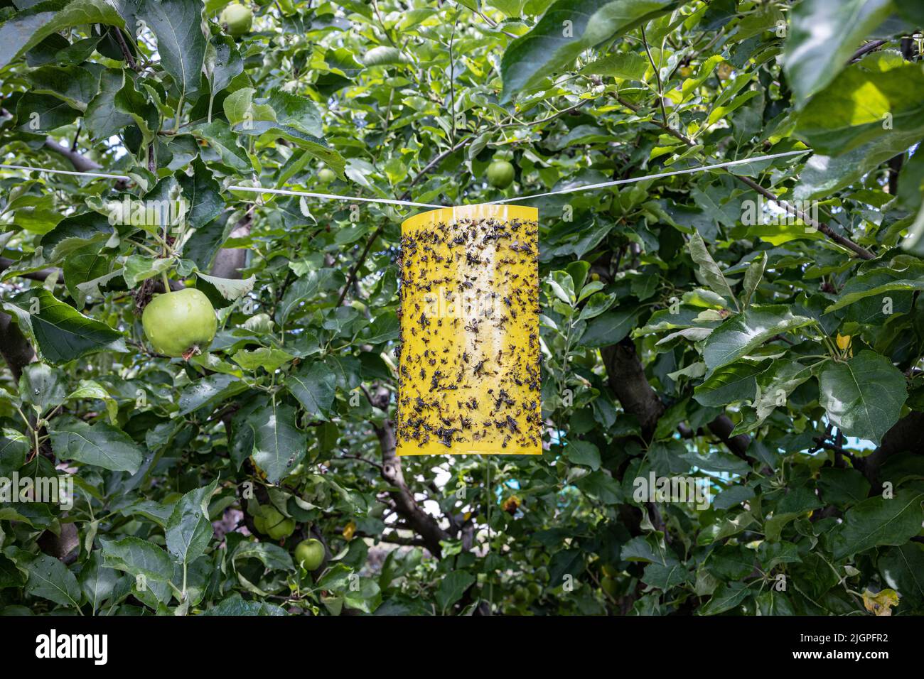Yellow flytrap hi-res stock photography and images - Alamy