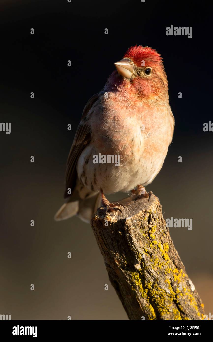 Cassin's Finch (Haemorhous cassinii), Cabin Lake Viewing Blind ...