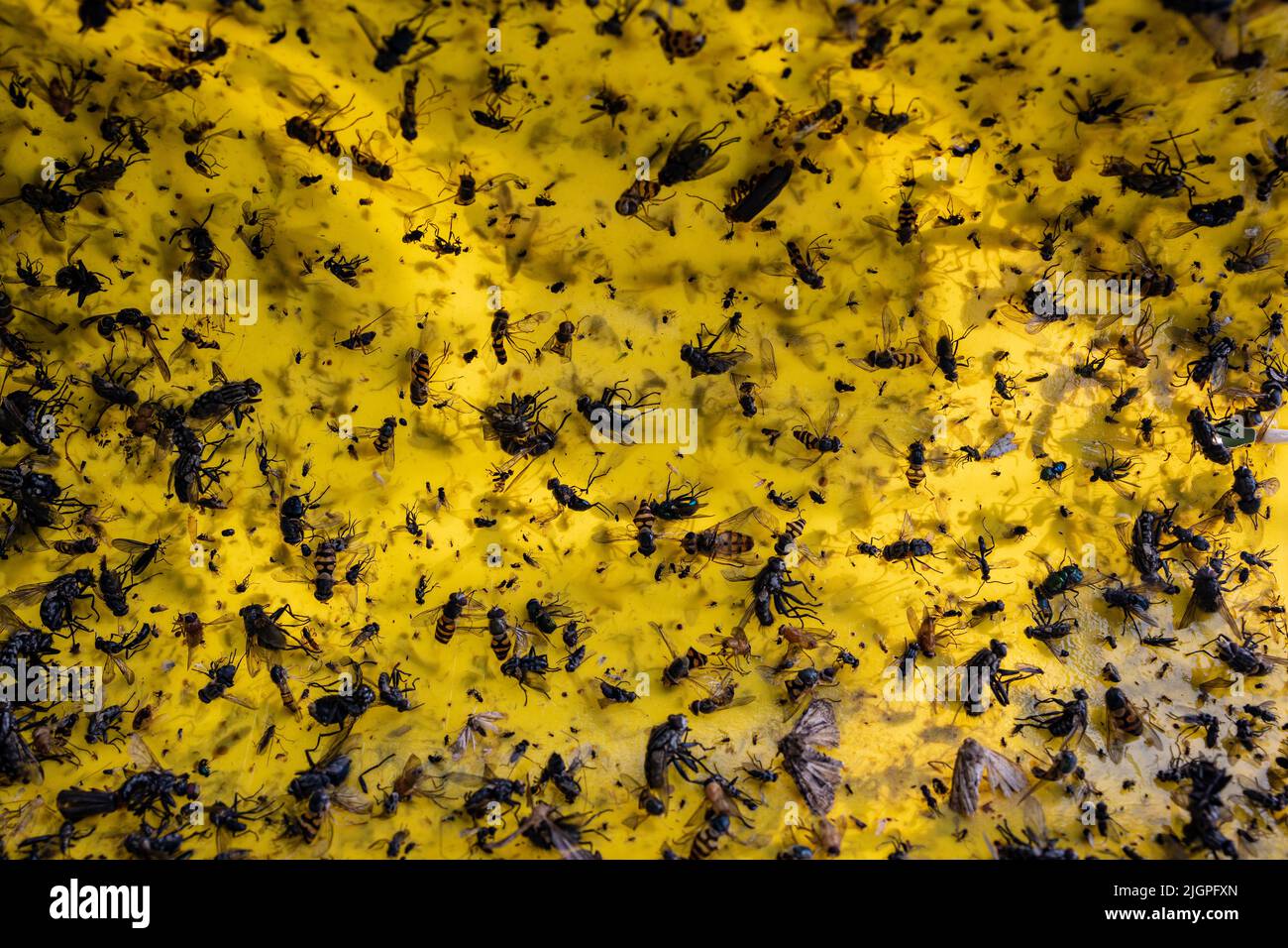 Yellow Sticky Insect Trap in the garden Stock Photo - Alamy