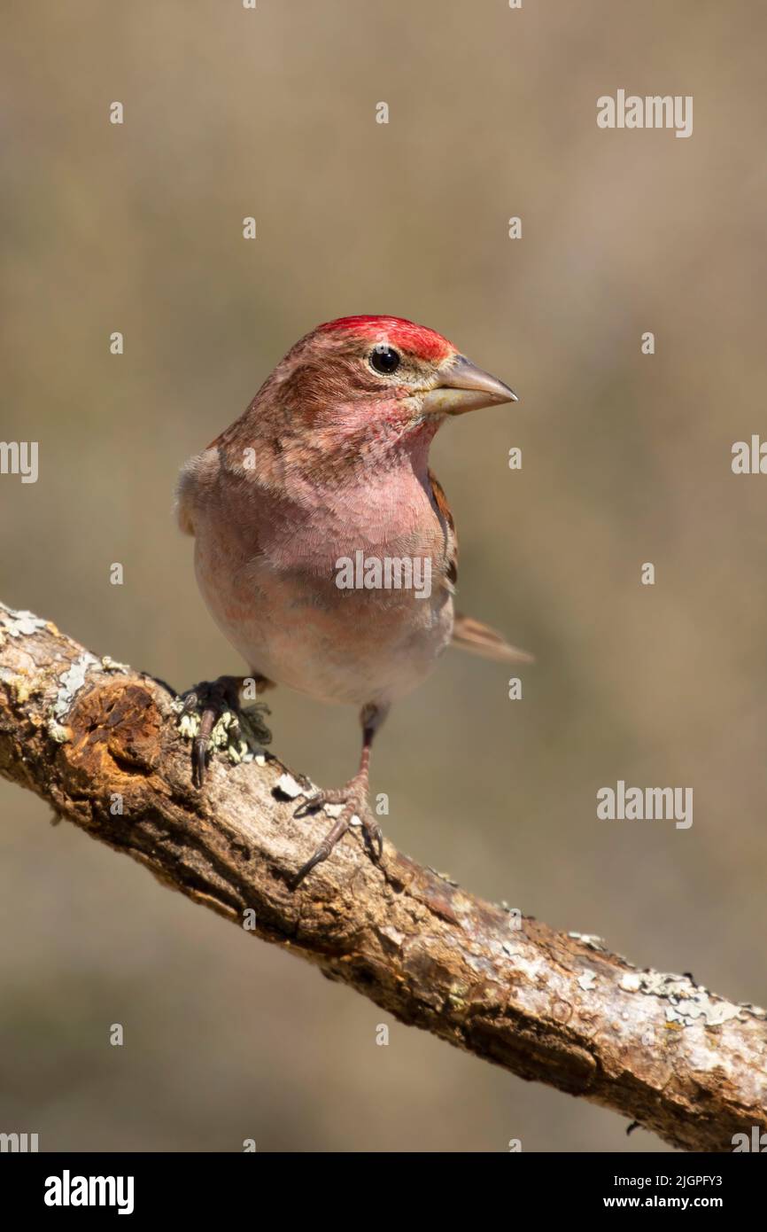 Cassin's Finch (Haemorhous cassinii), Cabin Lake Viewing Blind ...