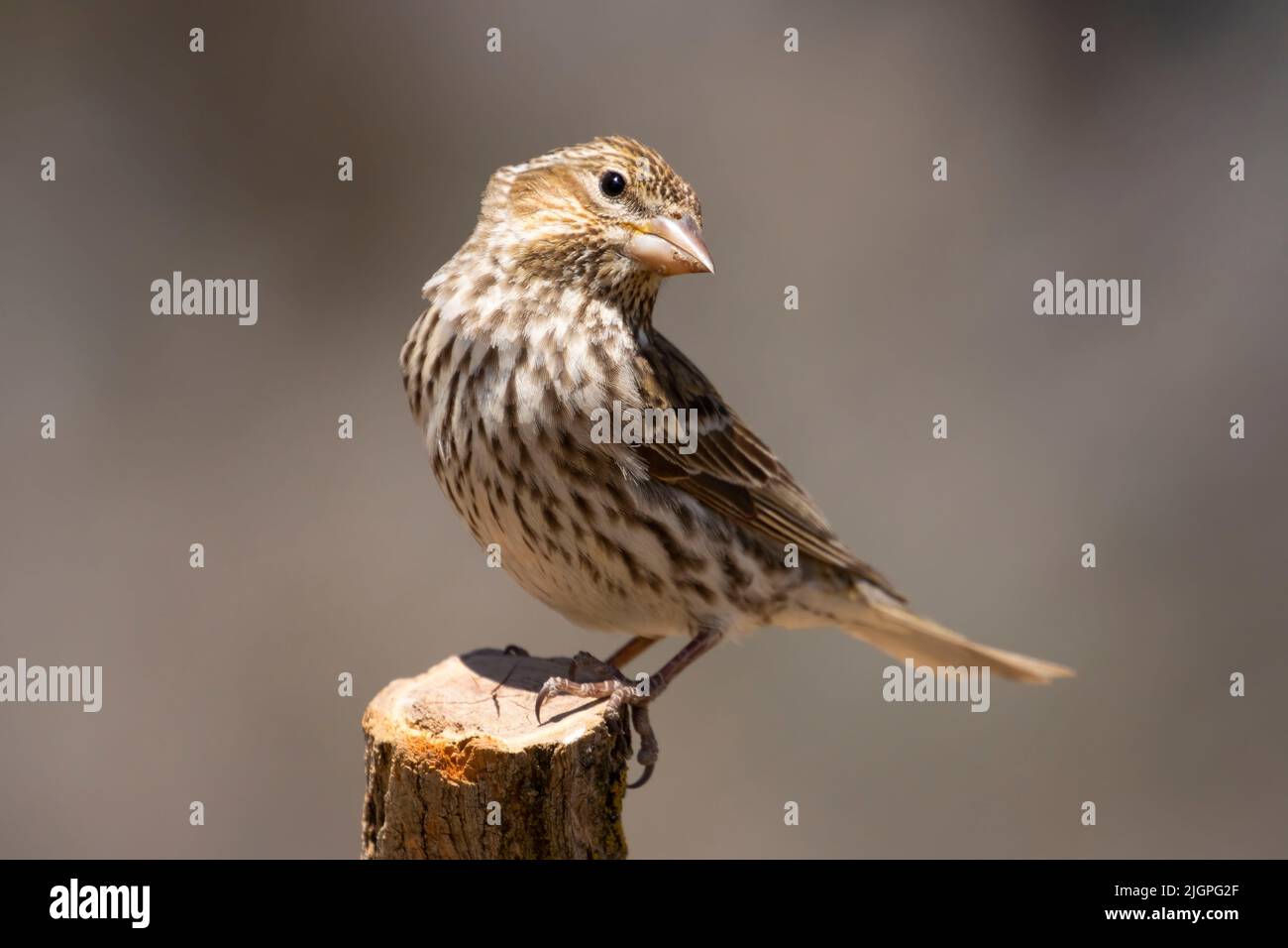 Cassin's Finch (Haemorhous cassinii), Cabin Lake Viewing Blind ...