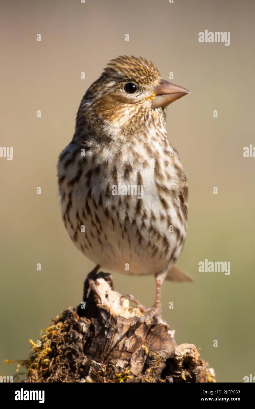 Cassin's Finch (Haemorhous cassinii), Cabin Lake Viewing Blind ...