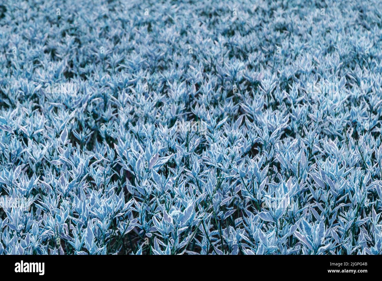 Colorless plant hi-res stock photography and images - Alamy