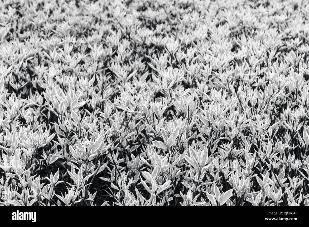 Young spring leaves, bushes botany pattern background in black and ...