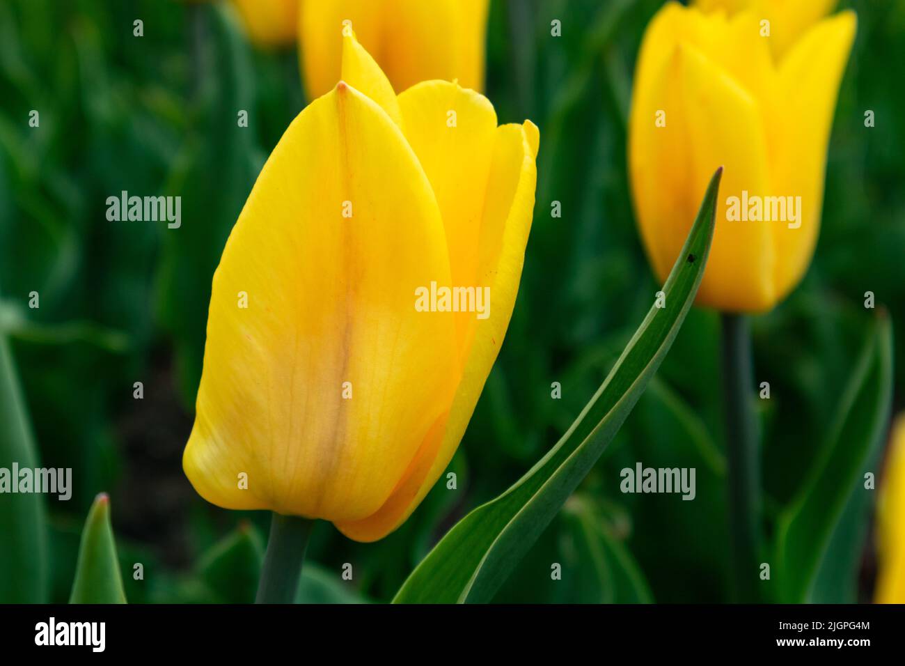 Yellow tulip close-up in leaves greenery, vivid flower view with ...