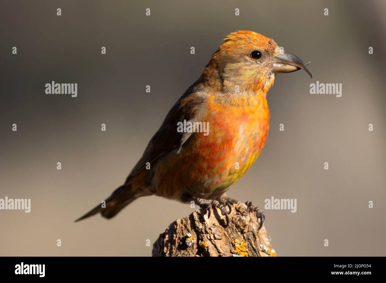 Red crossbill (Loxia curvirostra), Cabin Lake Viewing Blind, Deschutes ...