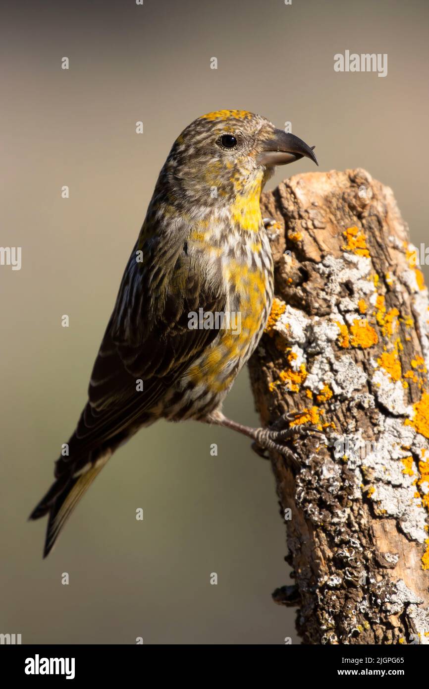 Red crossbill (Loxia curvirostra), Cabin Lake Viewing Blind, Deschutes ...