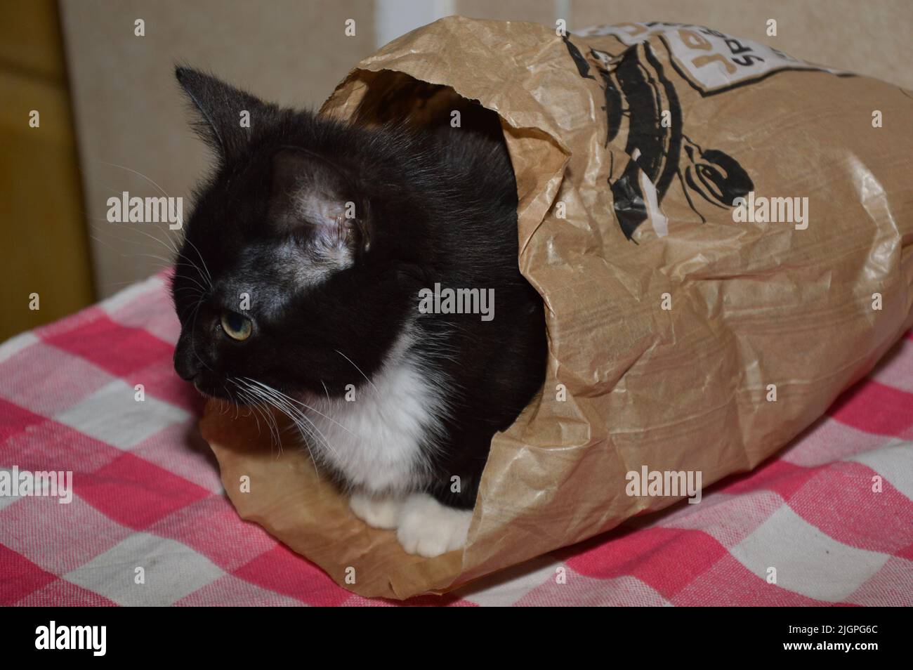 Funny and cute kitten in a paper bag Stock Photo - Alamy