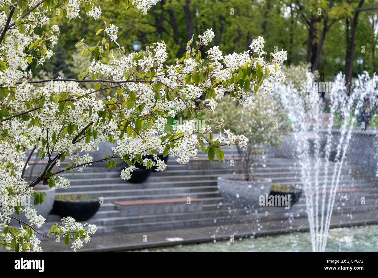 White tender flowers with blurred background. Fountains in Shevchenko ...