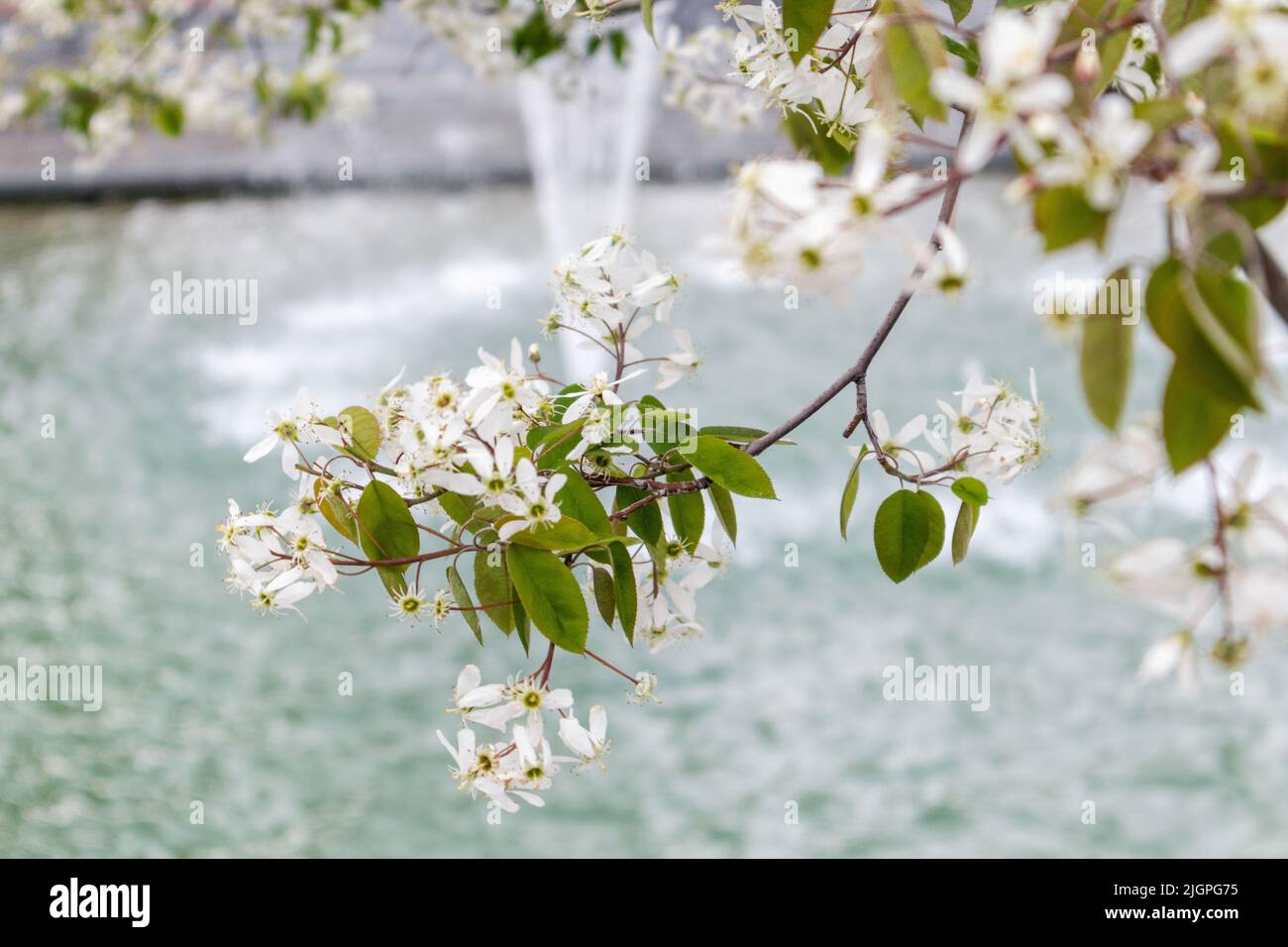 White tender flowers close-up with blurred fountains in background ...