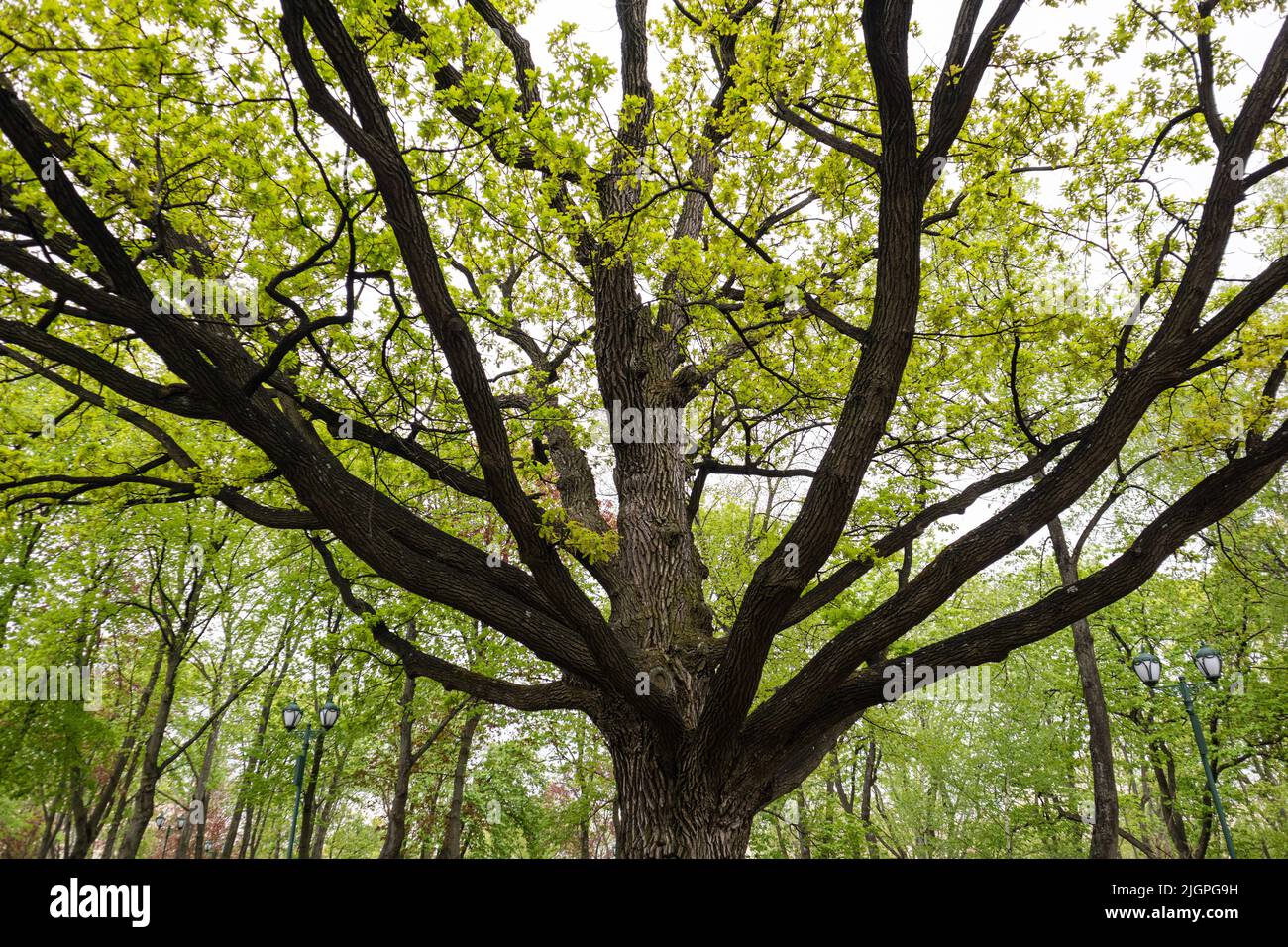 Big old oak tree with light green young leaves in spring city park ...