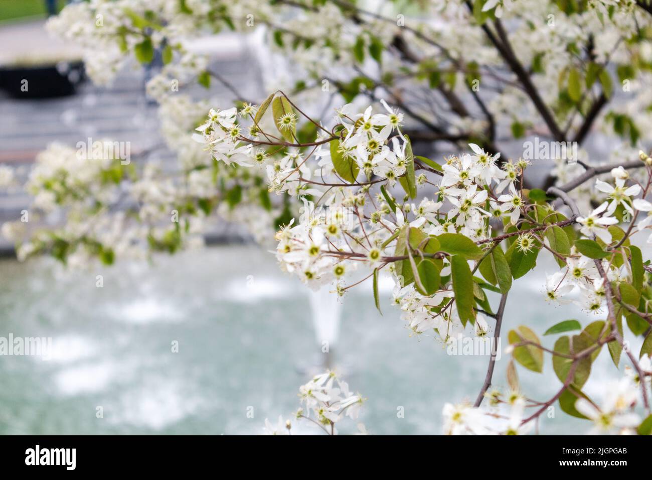 Light white flowers in water hi-res stock photography and images - Alamy