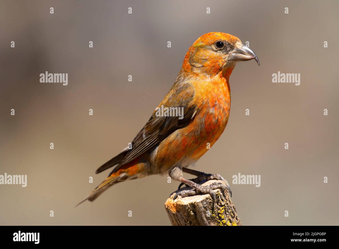 Red crossbill (Loxia curvirostra), Cabin Lake Viewing Blind, Deschutes ...