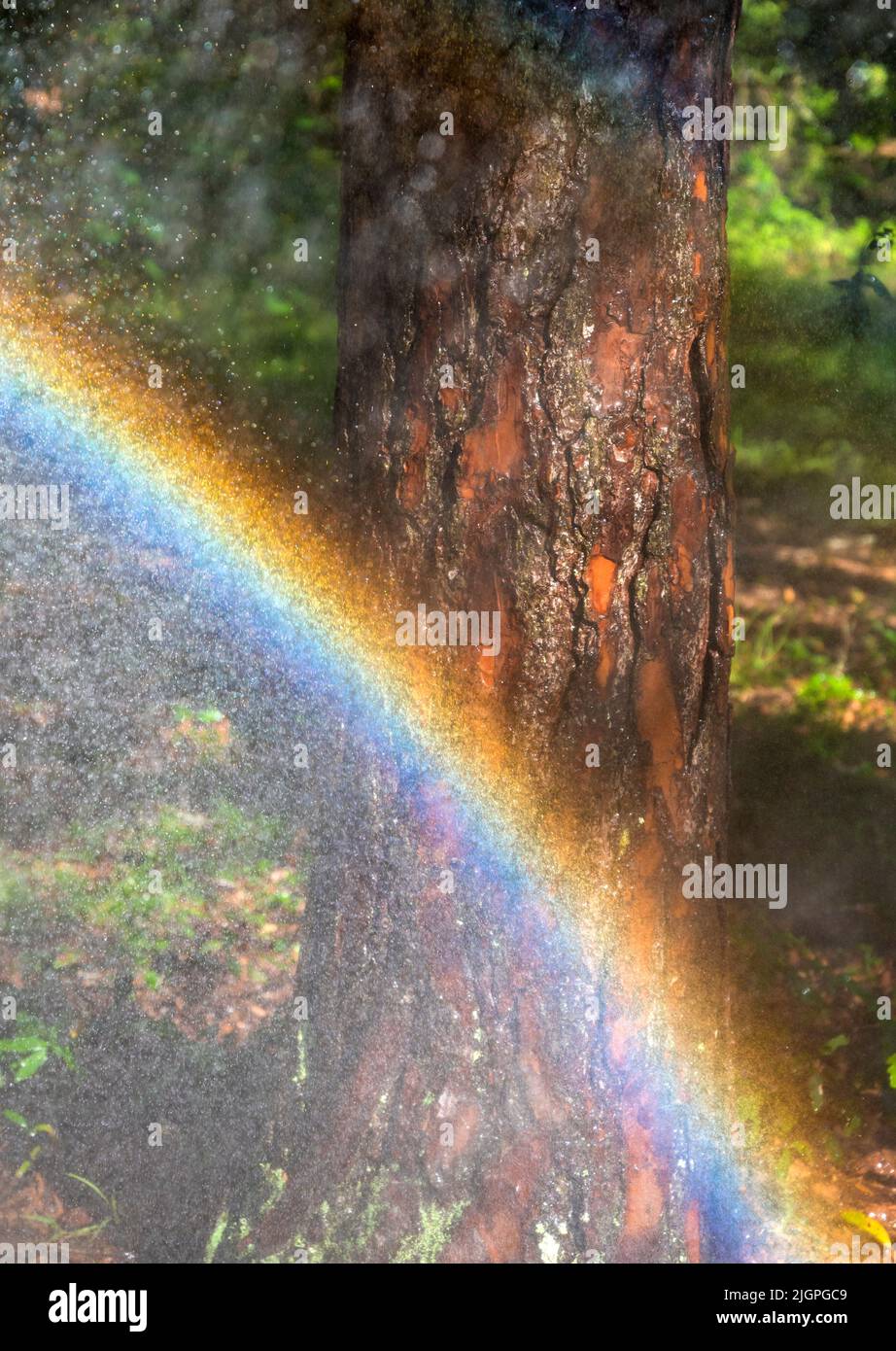 Rainbow formed from spraying with a garden hose Stock Photo - Alamy