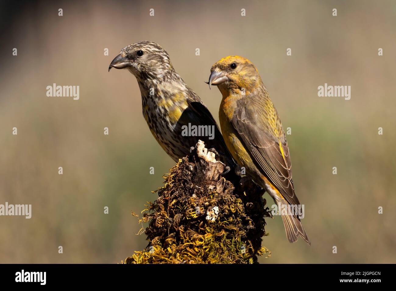 Red crossbill (Loxia curvirostra), Cabin Lake Viewing Blind, Deschutes ...