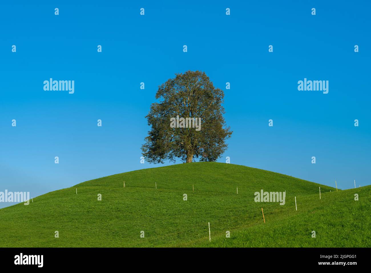 Beautiful hills, blooming meadows and lonely tree in Swiss Alps Stock ...