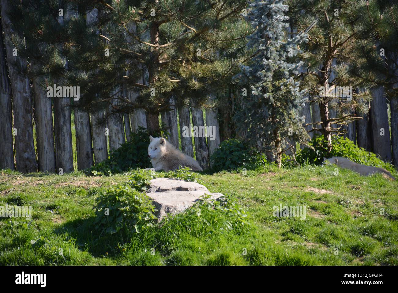 A distant view of two Arctic wolves in the zoo park beauval, France ...