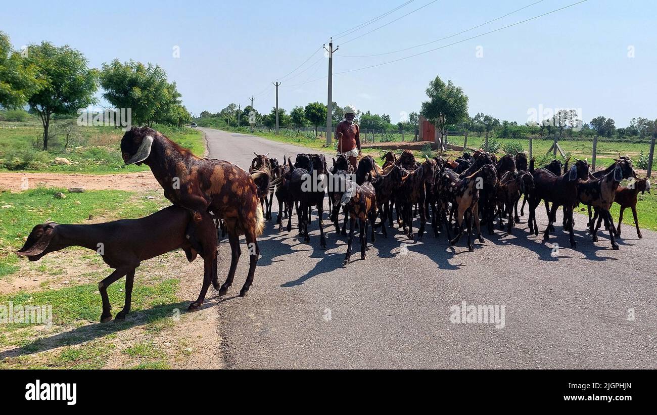 Rajasthan, India on 12 July 2022. A shepherd leads his herd of goats on ...