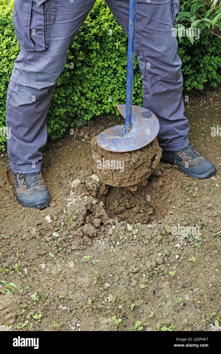 Garedener at work: How to plant a peony shrub in the ground. Garden ...