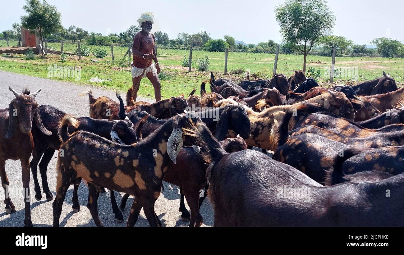 Rajasthan, India on 12 July 2022. A shepherd leads his herd of goats on ...