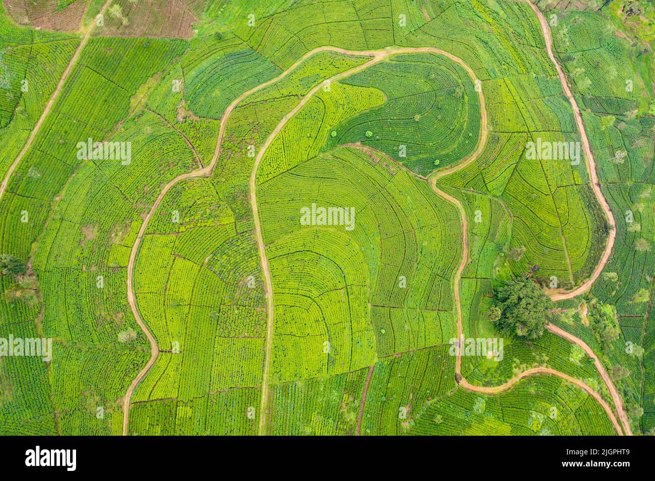 Aerial view of Tea plantations on hillsides in a mountainous province ...