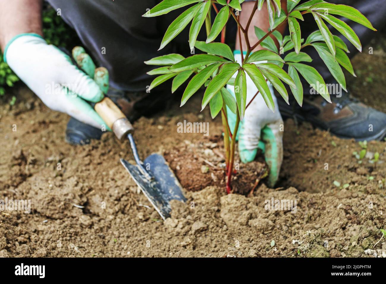 Garedener at work: How to plant a peony shrub in the ground. Garden ...
