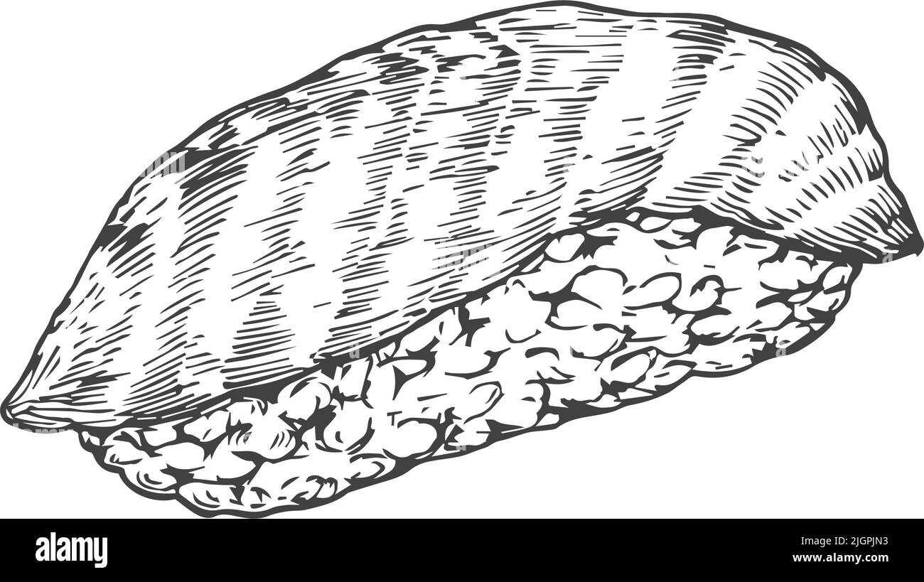 Sushi Abstract Vector Illustration. Hand Drawn Asian Food Sashimi Rise ...