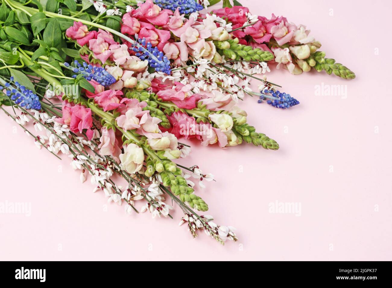 Pink matthiola and blue muscari flowers in one bouquet. Graphic ...