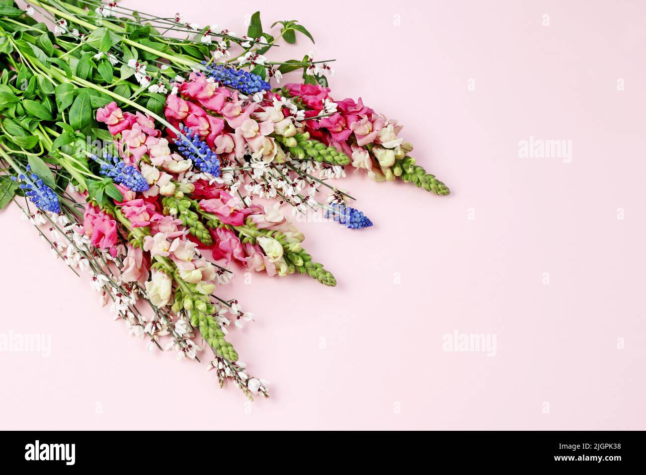 Pink matthiola and blue muscari flowers in one bouquet. Graphic ...
