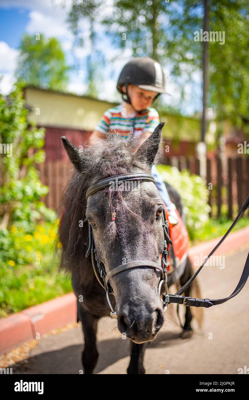 Beautiful little girl two years old riding pony horse in big safety ...