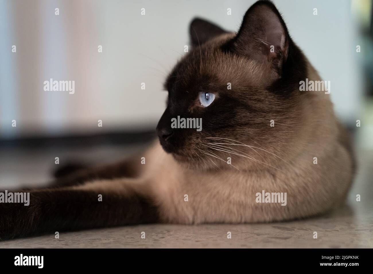 Portrait of Siamese brown cat with blue eyes lying down on floor. Alert pet at home Stock Photo ...